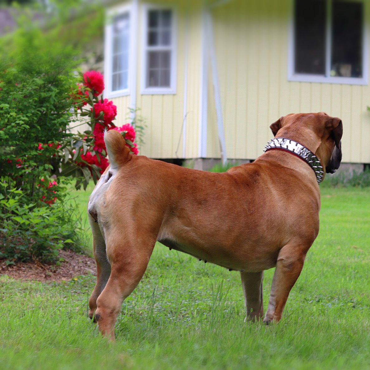 Barbarian Jazmine CGC (RETIRED) | Guardian Boerboels