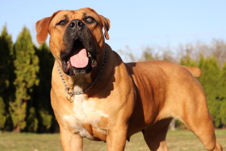 Boerboel Females – Guardian Boerboels