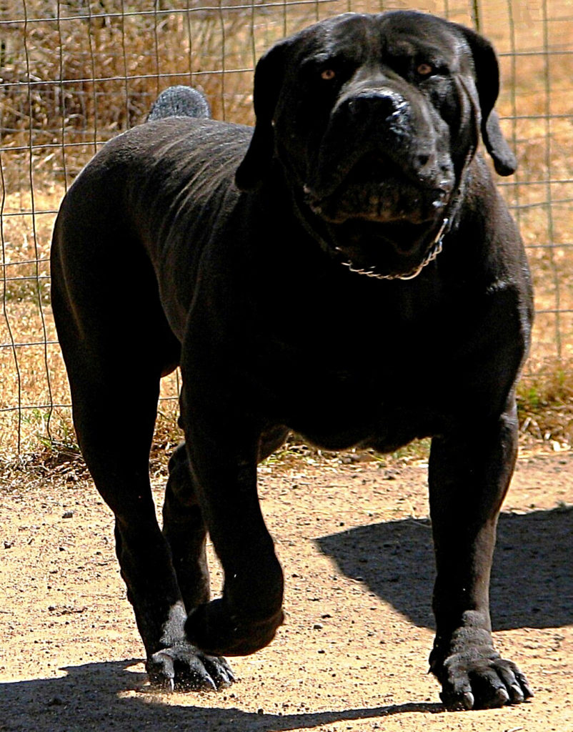Boerboel Males – Guardian Boerboels