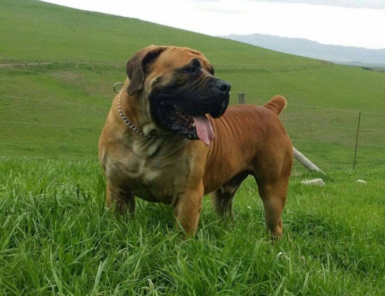 Boerboel Males – Guardian Boerboels