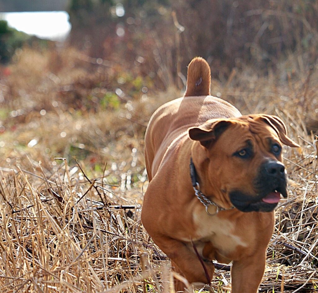 Boerboel Females – Guardian Boerboels