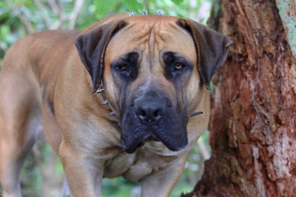 Boerboel Females – Guardian Boerboels