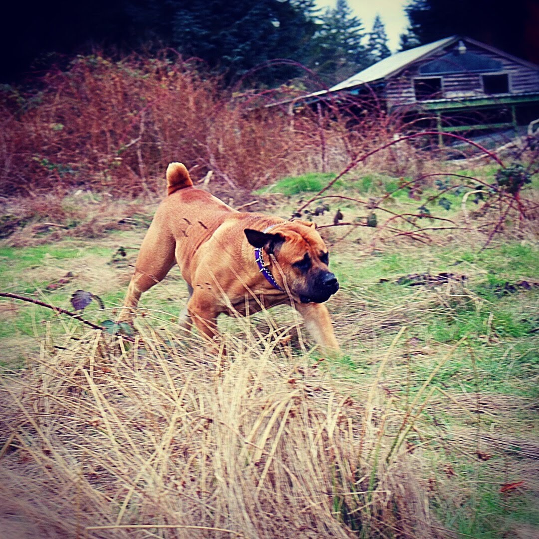 Barbarian Jazmine CGC (RETIRED) | Guardian Boerboels