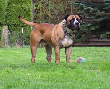 Boerboel Males – Guardian Boerboels