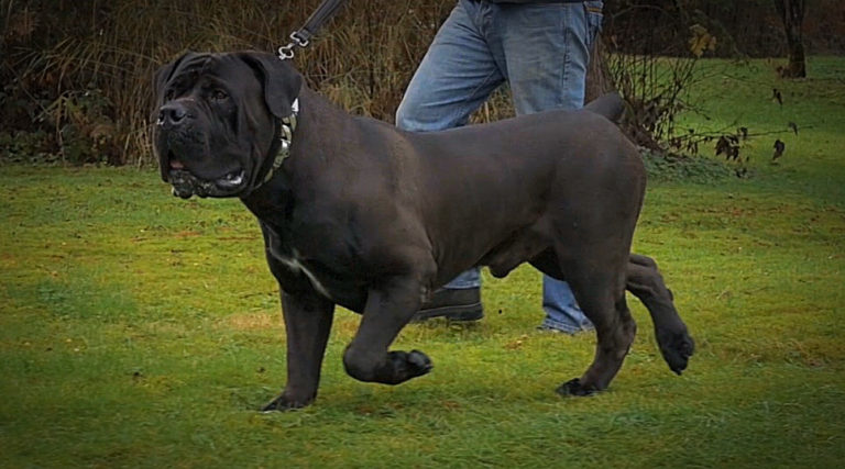 Boerboel Males – Guardian Boerboels