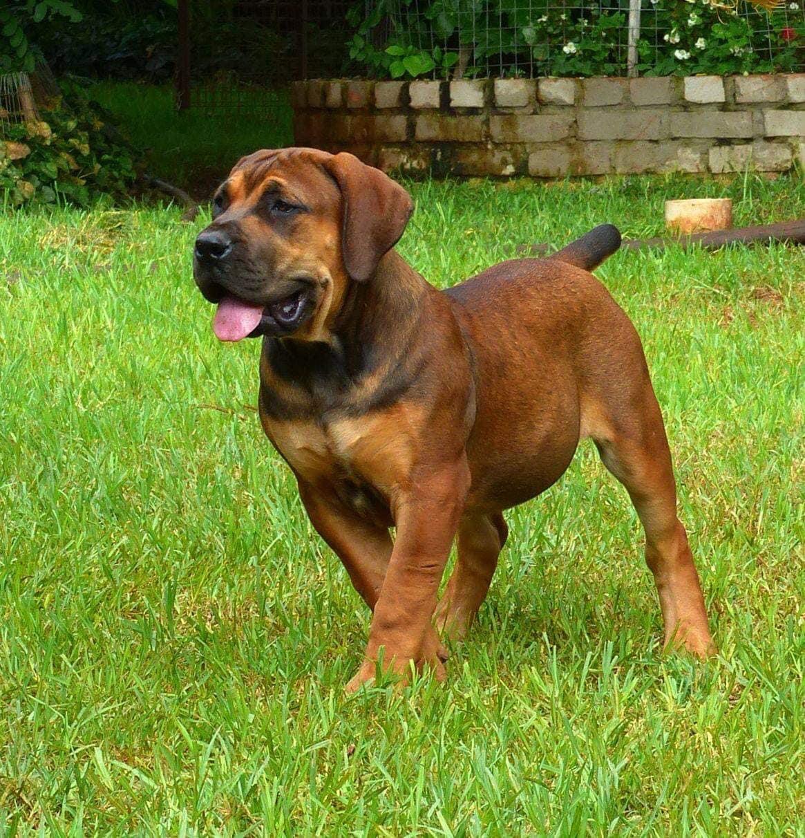 Afrika Karmella of Guardian | Guardian Boerboels